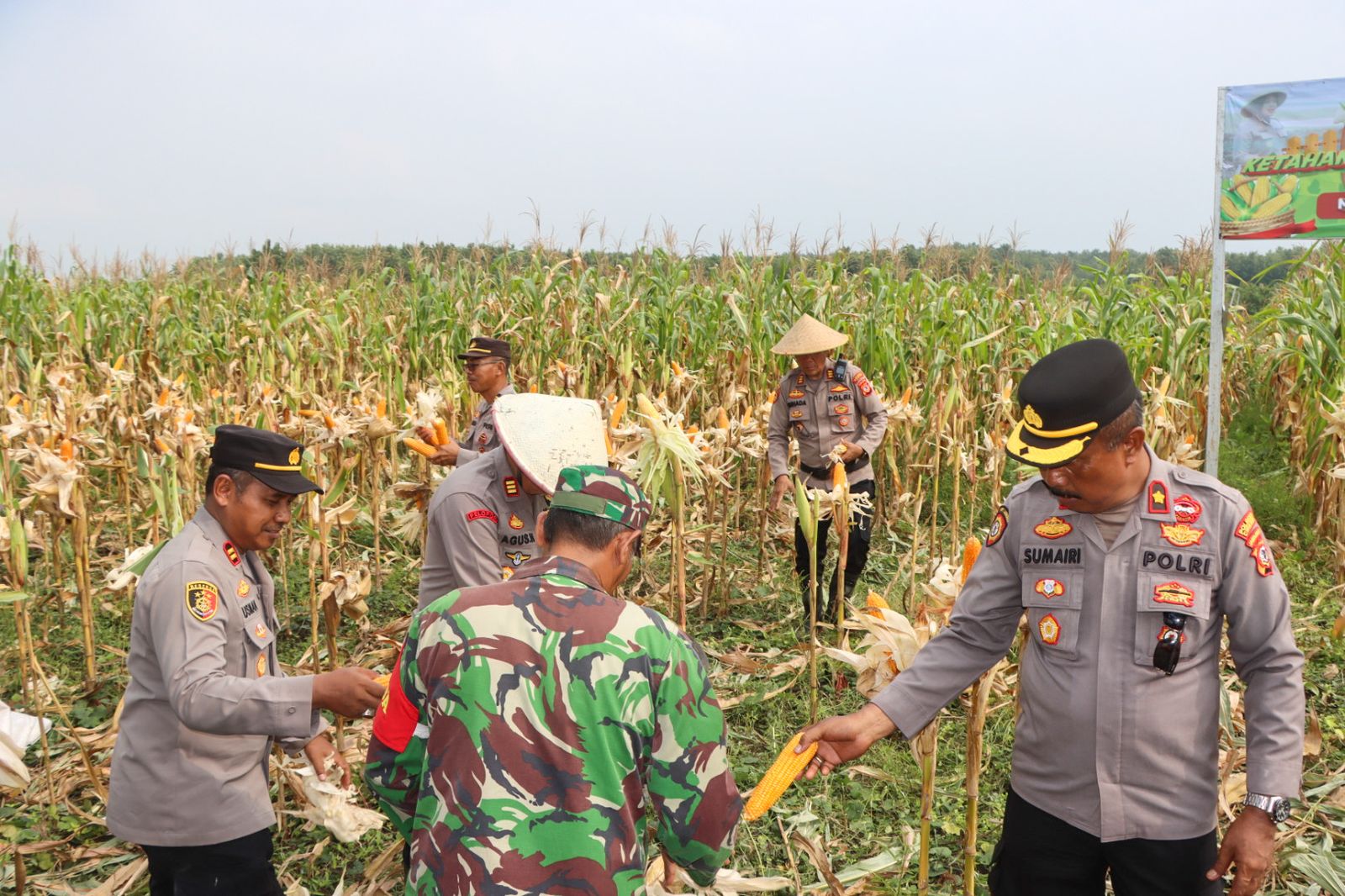 "Polresta Cirebon Gelar Panen Raya Jagung Ketahanan Pangan Dalam Rangka Mendukung Program Asta ...